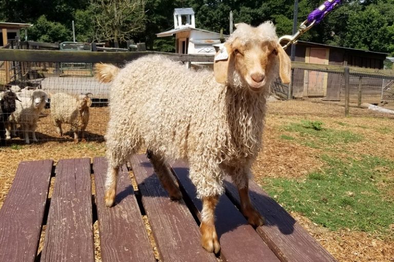 Navajo Angora Goat - Breed Profile - Goat Journal